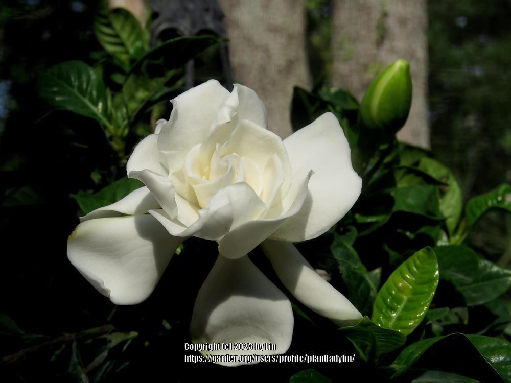 Gardenia (Gardenia jasminoides First Love® Aimee) in the Gardenias ...