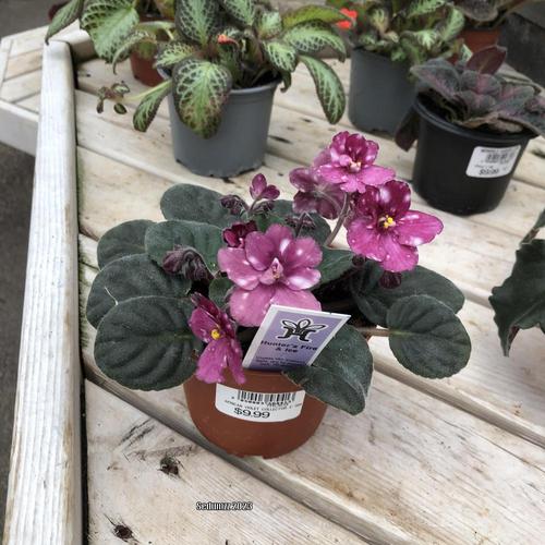 African Violet (Streptocarpus 'Hunter's Fire and Ice') in the Cape ...