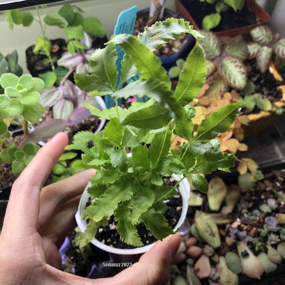 Photo of the entire plant of Table Fern (Pteris cretica 'Mayi') posted ...