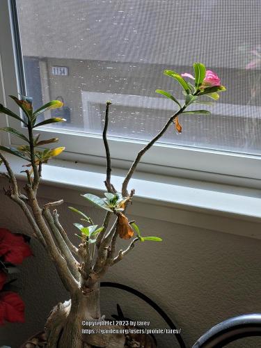 Dormancy, Activity, and Growth stages of adeniums in the Adeniums forum ...