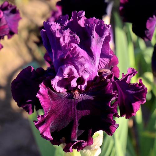 Tall Bearded Iris (Iris 'Drop of Burgundy') in the Irises Database - Garden.org