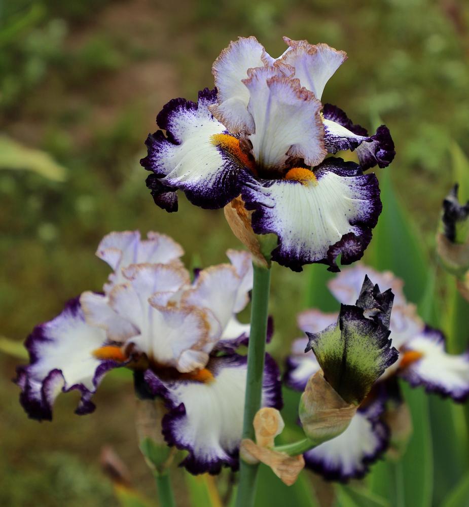 Photo of the bloom of Tall Bearded Iris (Iris 'Covert Caper') posted by ...