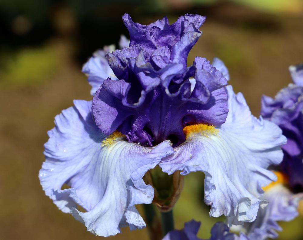Photo of the bloom of Tall Bearded Iris (Iris 'Cast Adrift') posted by ...