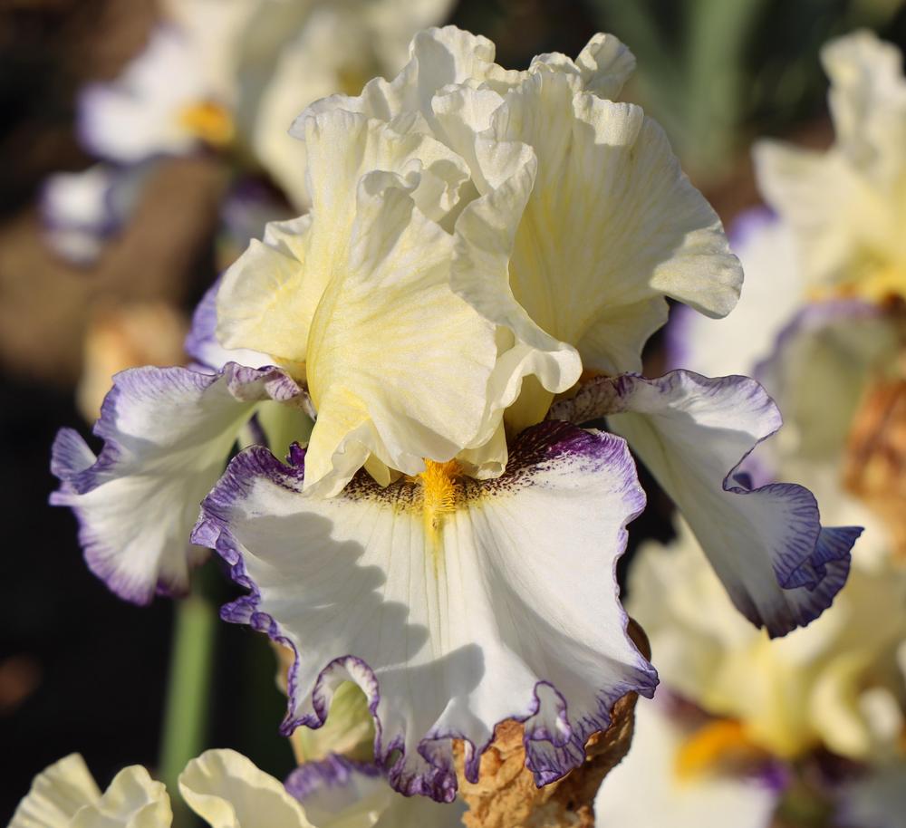 Photo of the bloom of Tall Bearded Iris (Iris 'Make Me Smile') posted ...