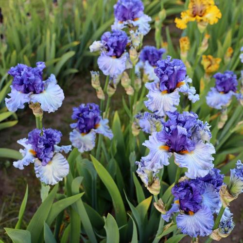 Tall Bearded Iris (Iris 'Cast Adrift') in the Irises Database - Garden.org