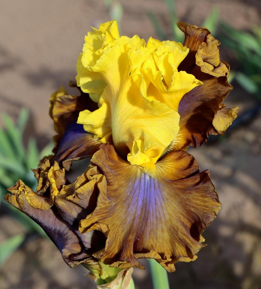Photo of the bloom of Tall Bearded Iris (Iris 'Bold Chance') posted by ...