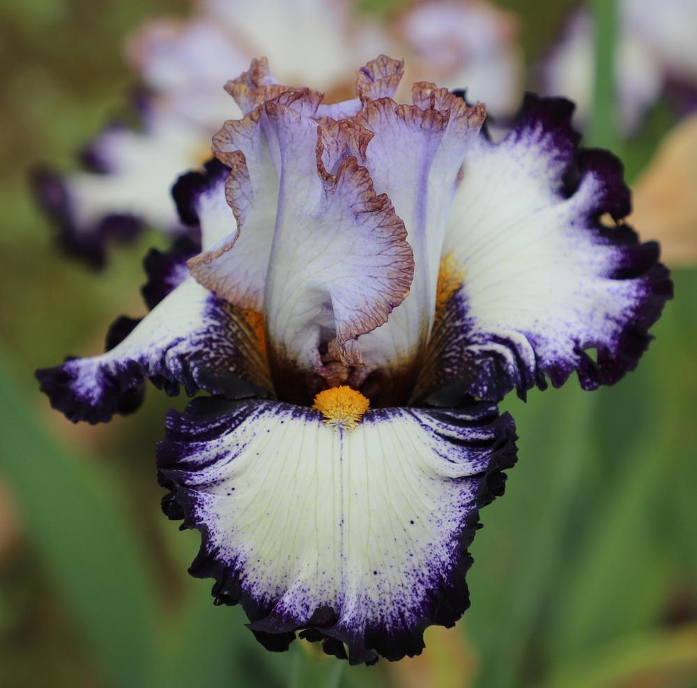 Tall Bearded Iris (Iris 'Covert Caper') in the Irises Database - Garden.org