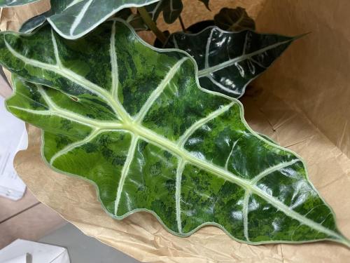 'Endless Forms Most Beautiful' The aroid photo gallery in the ...