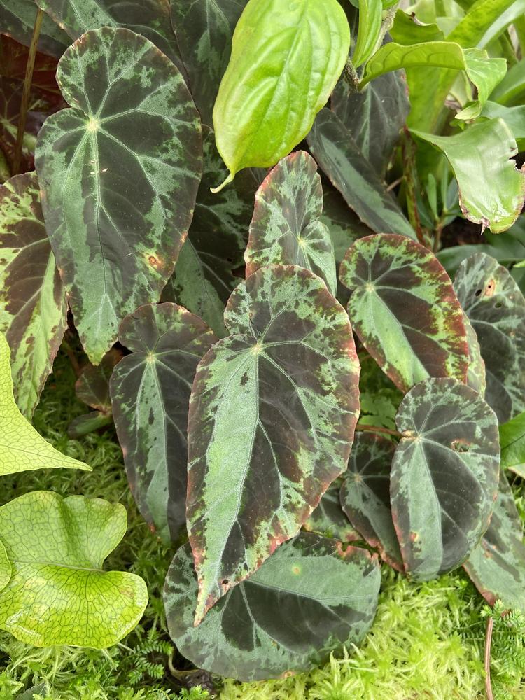 Photo of the leaves of Begonia (Begonia burkillii) posted by Calif_Sue ...