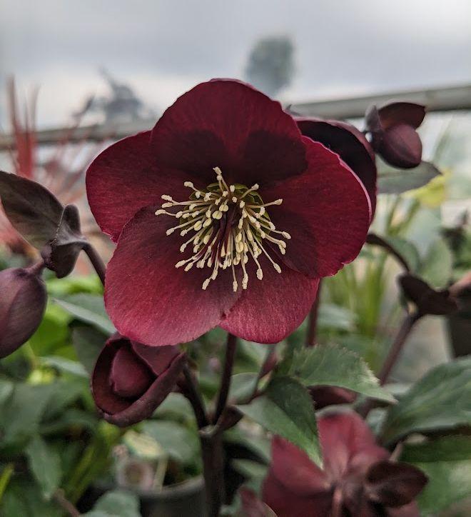 Lenten Rose (Helleborus Gold Collection® Ice n' Roses Merlot) in the ...