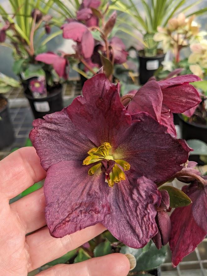 Photo of the bloom of Hellebore (Helleborus Gold Collection® Ice N ...