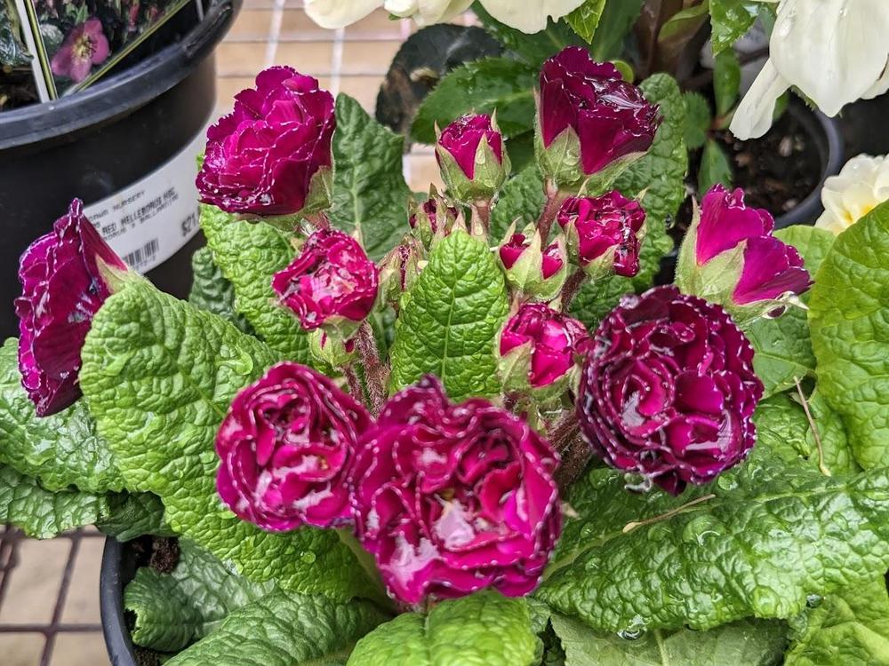 Photo of the entire plant of Primrose (Primula vulgaris Belarina ...