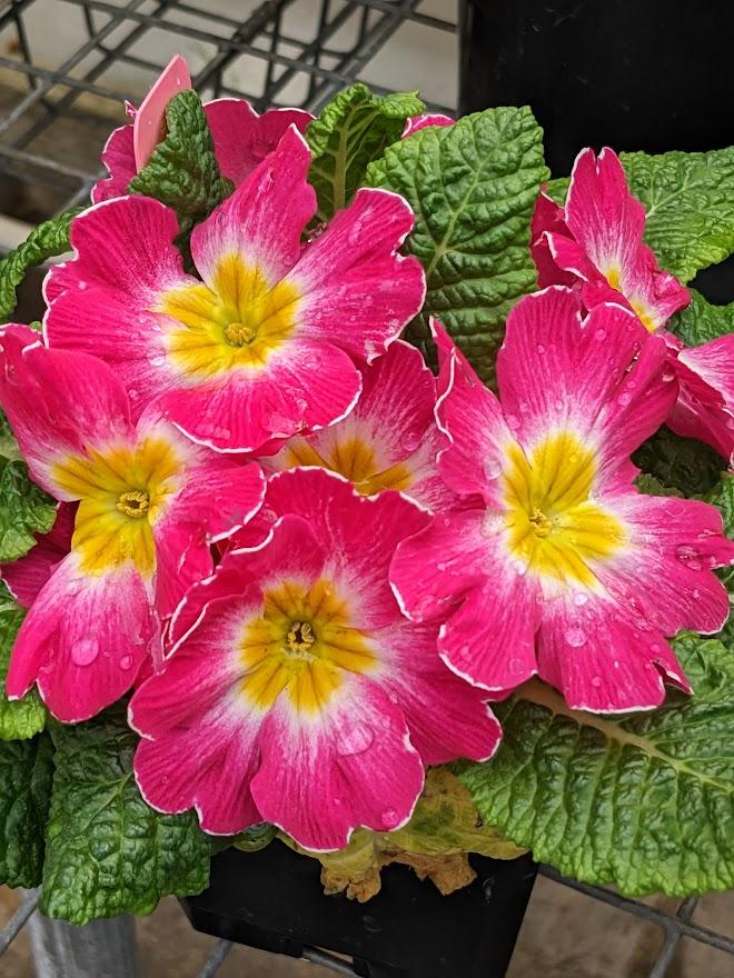 Photo of the bloom of Primula (Primula vulgaris subsp. vulgaris 'Hethor ...