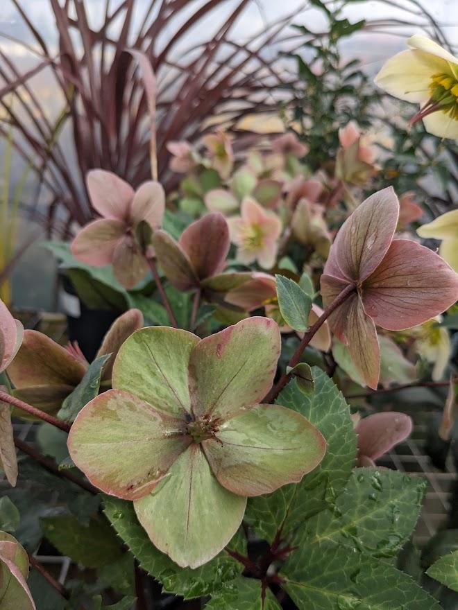 Photo of the bloom of Hellebore (Helleborus Gold Collection® Shooting ...