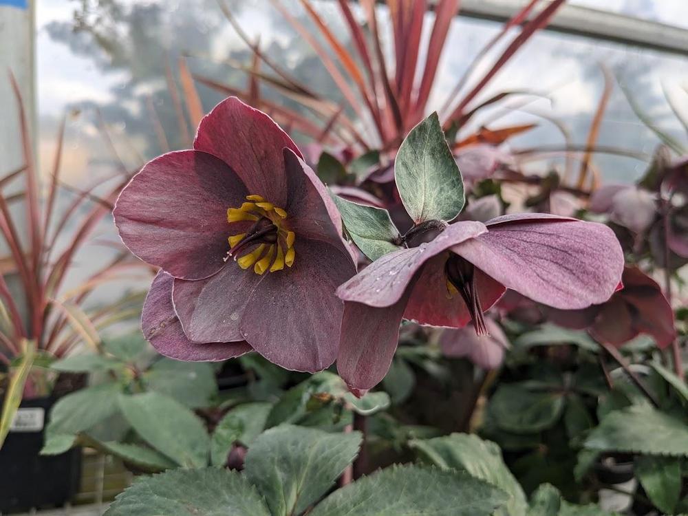 Photo of the entire plant of Hellebore (Helleborus Gold Collection® Ice ...