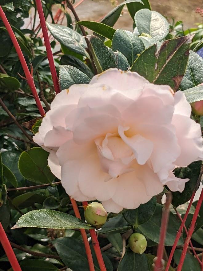 Photo of the bloom of Camellia 'Jury's Pearl' posted by Joy - Garden.org