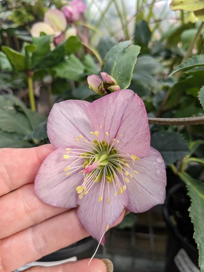 Photo of the bloom of Hellebore (Helleborus 'Liara') posted by Joy - Garden.org
