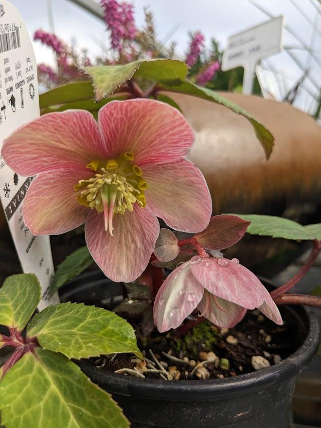 Photo of the bloom of Hellebore (Helleborus Gold Collection® Cinnamon ...