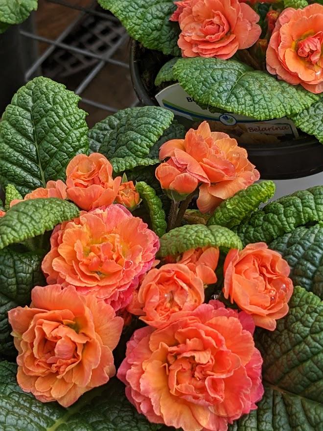 Photo of the entire plant of English Primrose (Primula vulgaris ...