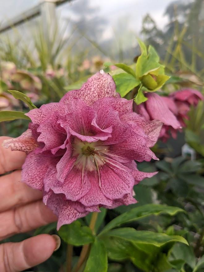 Photo of the bloom of Hellebore (Helleborus Wedding Party™ Maid of ...