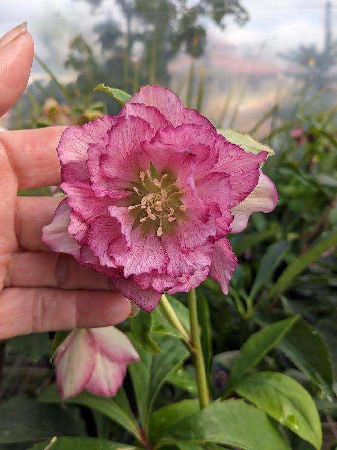 Hellebore (Helleborus Wedding Party™ Maid of Honor) in the Hellebores ...