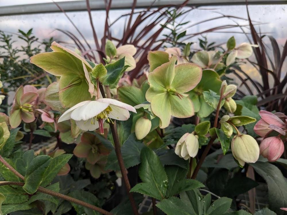 Photo of the entire plant of Hellebore (Helleborus Gold Collection® Ice ...