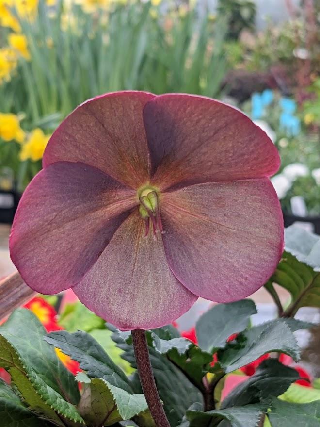 Lenten Rose (Helleborus Gold Collection® Ice n' Roses Bennotta) in the ...