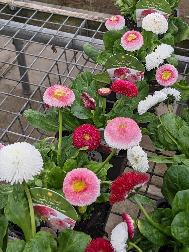 Photo of the entire plant of English Daisy (Bellis perennis 'Tasso Mix ...