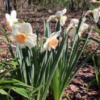 Photo of the entire plant of Large-cupped Daffodil (Narcissus 'Romance ...