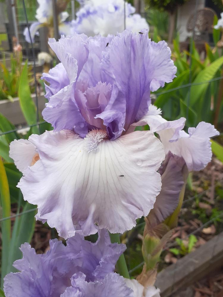 Photo of the bloom of Tall Bearded Iris (Iris 'Crystal Gazer') posted by PaulaHocking - Garden.org