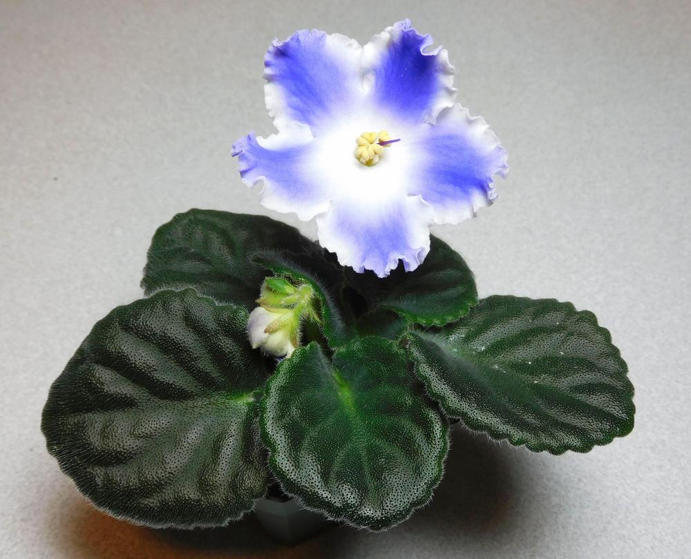 Photo of the entire plant of African Violet (Streptocarpus 'Panda Paws ...