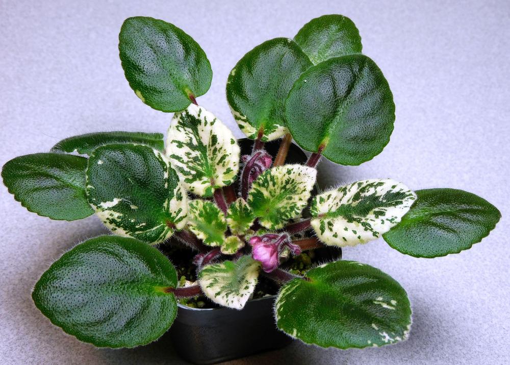 Photo of the entire plant of African Violet (Streptocarpus 'Cute Aza ...