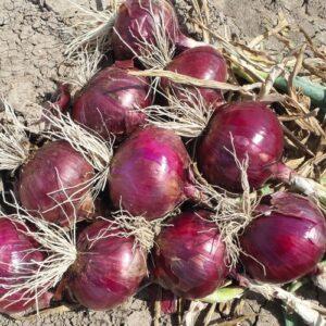 Onion (Allium cepa 'Red Sensation') in the Onions Database - Garden.org