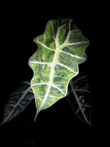 'Endless Forms Most Beautiful' The aroid photo gallery in the ...