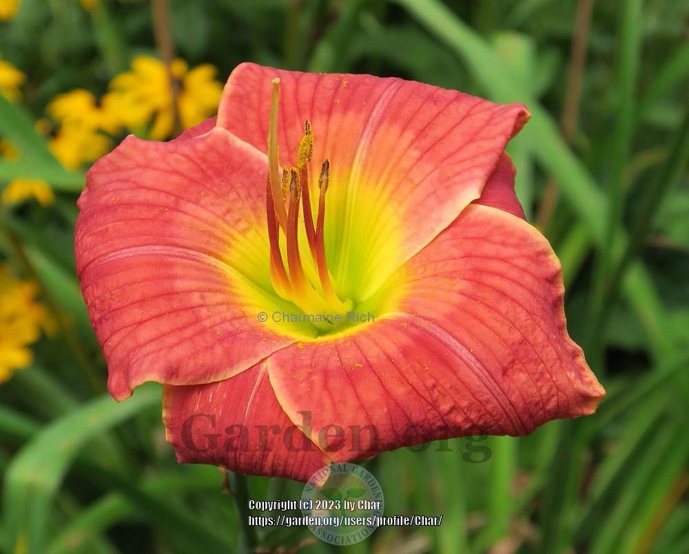 Photo of the bloom of Daylily (Hemerocallis 'Sunset Mesa') posted by ...