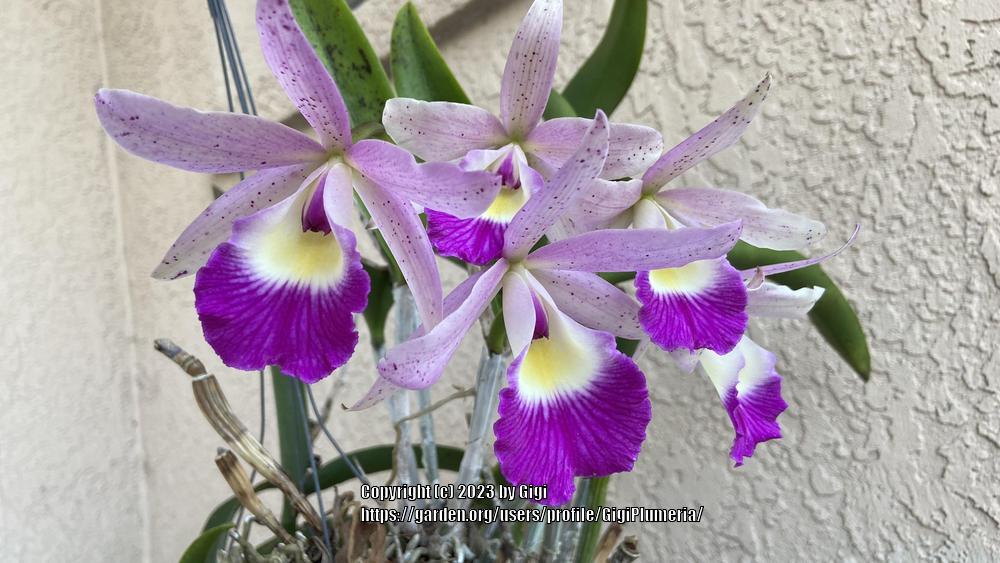 Photo of the bloom of Orchid (Brassocattleya Glorious May) posted by ...