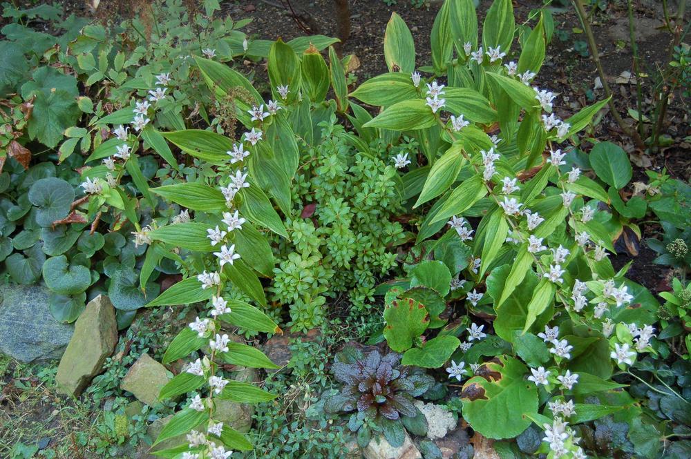 Photo of the entire plant of Toad Lily (Tricyrtis hirta 'Lightning ...