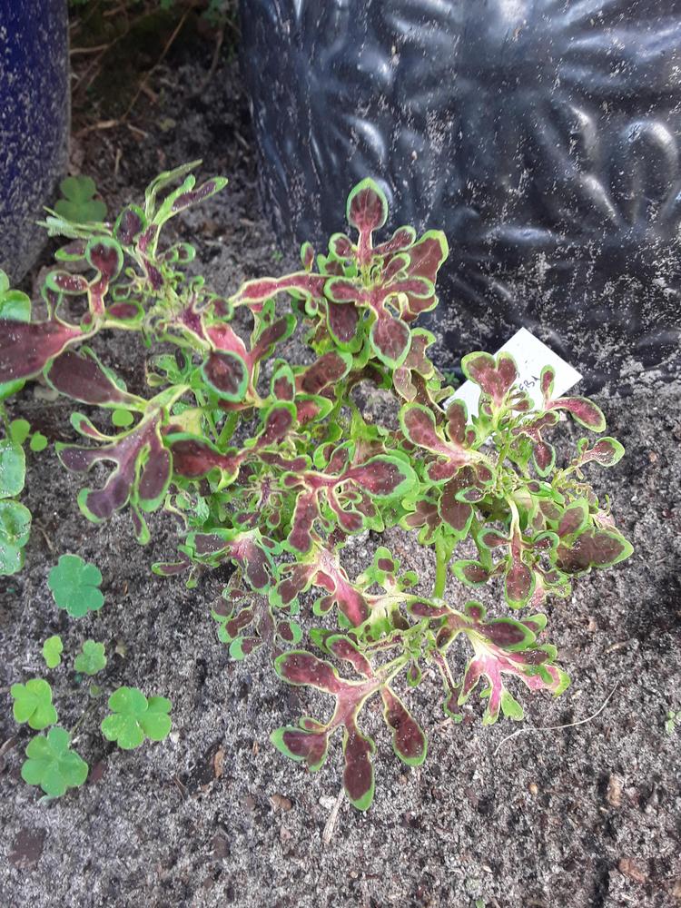 Photo of the entire plant of Coleus (Coleus scutellarioides 'Amoeba ...