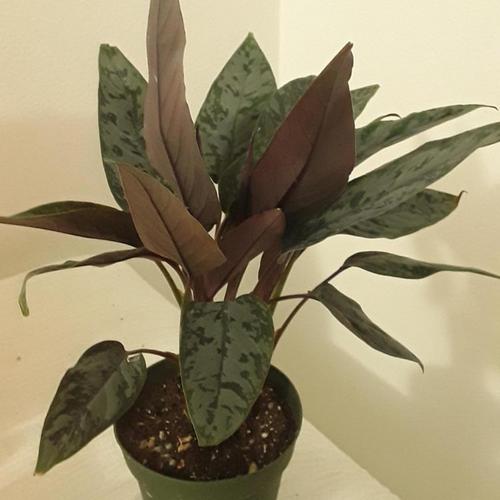 Apoballis (Apoballis acuminatissima 'Lavallaei') - Garden.org