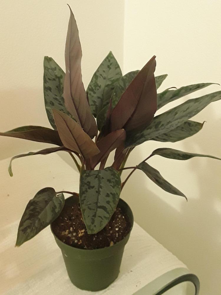 Apoballis (Apoballis acuminatissima 'Lavallaei') - Garden.org