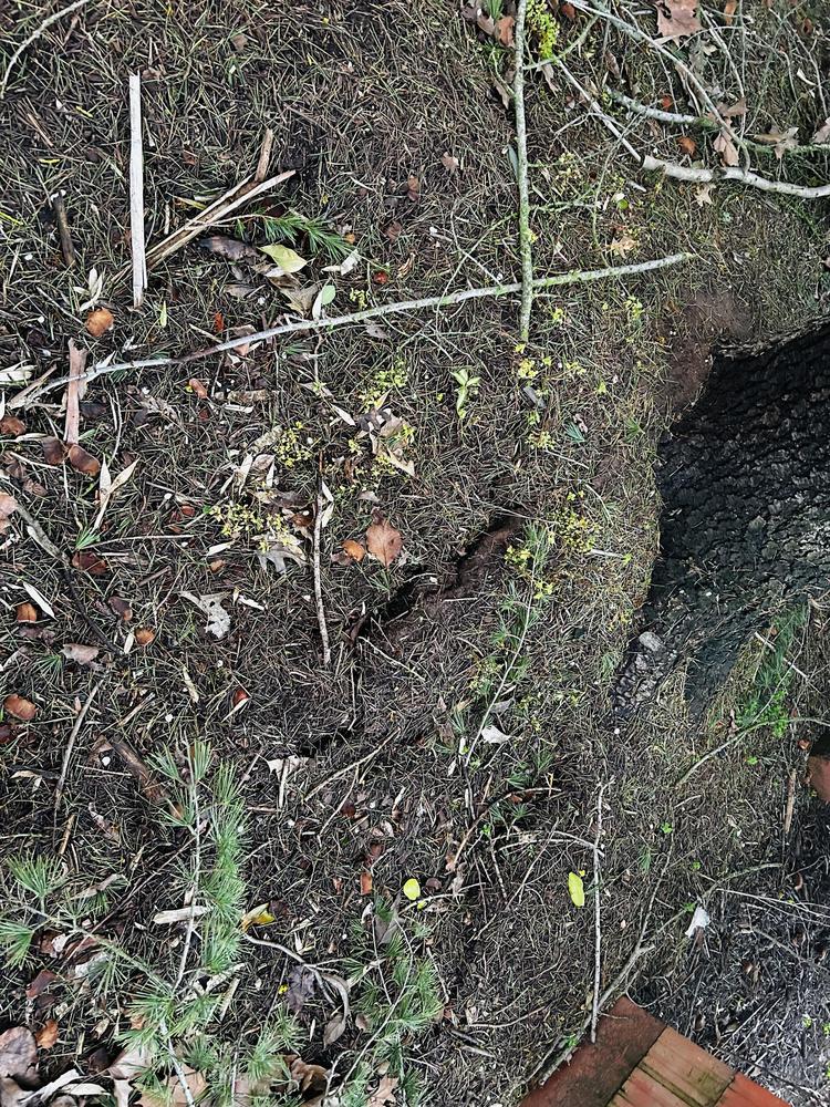 Cedar tree, root integrity? in the Ask a Question forum - Garden.org