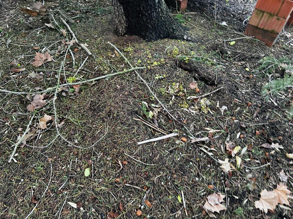 Cedar tree, root integrity? in the Ask a Question forum - Garden.org