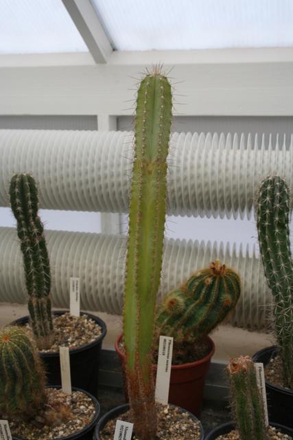 Photo of the entire plant of Blue Columnar Cactus (Pilosocereus ...