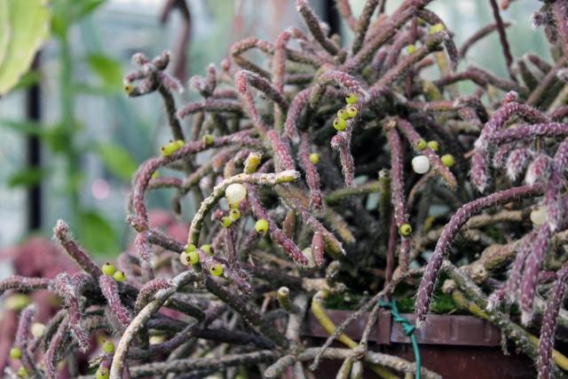 Photo of the entire plant of Mouse Tail Cactus (Rhipsalis baccifera ...