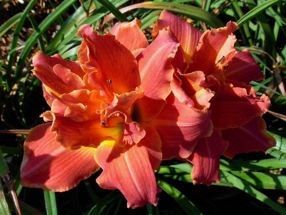 Photo of the bloom of Daylily (Hemerocallis 'Scarlet Marie') posted by ...