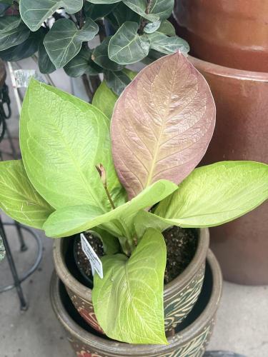 'Endless Forms Most Beautiful' The aroid photo gallery in the ...