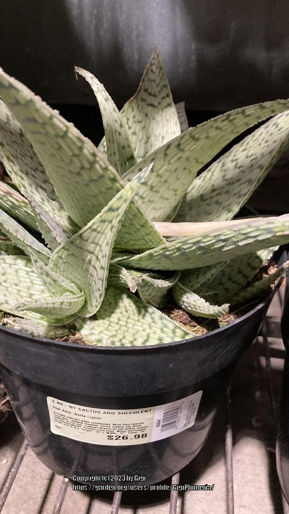 Aloe 'Delta Lights' in the Aloes Database - Garden.org
