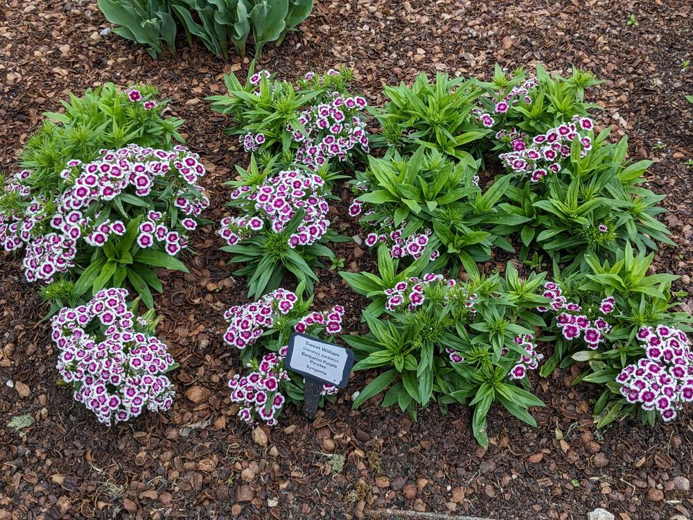 Photo of the entire plant of Dianthus (Dianthus barbatus Barbarini ...
