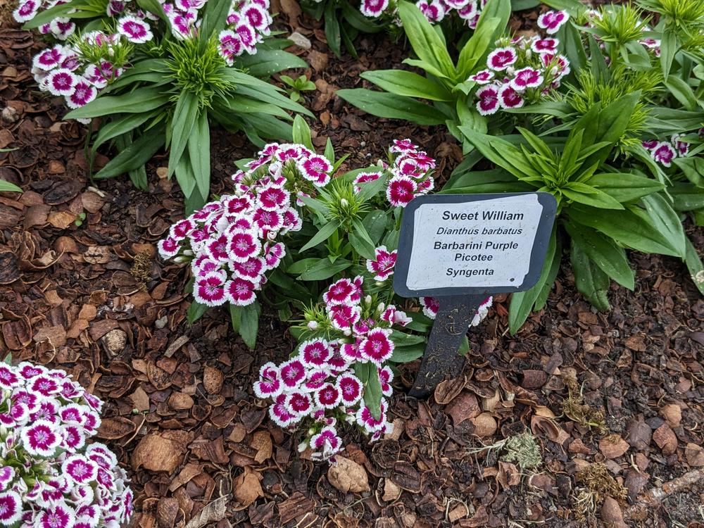 Photo of the entire plant of Dianthus (Dianthus barbatus Barbarini ...