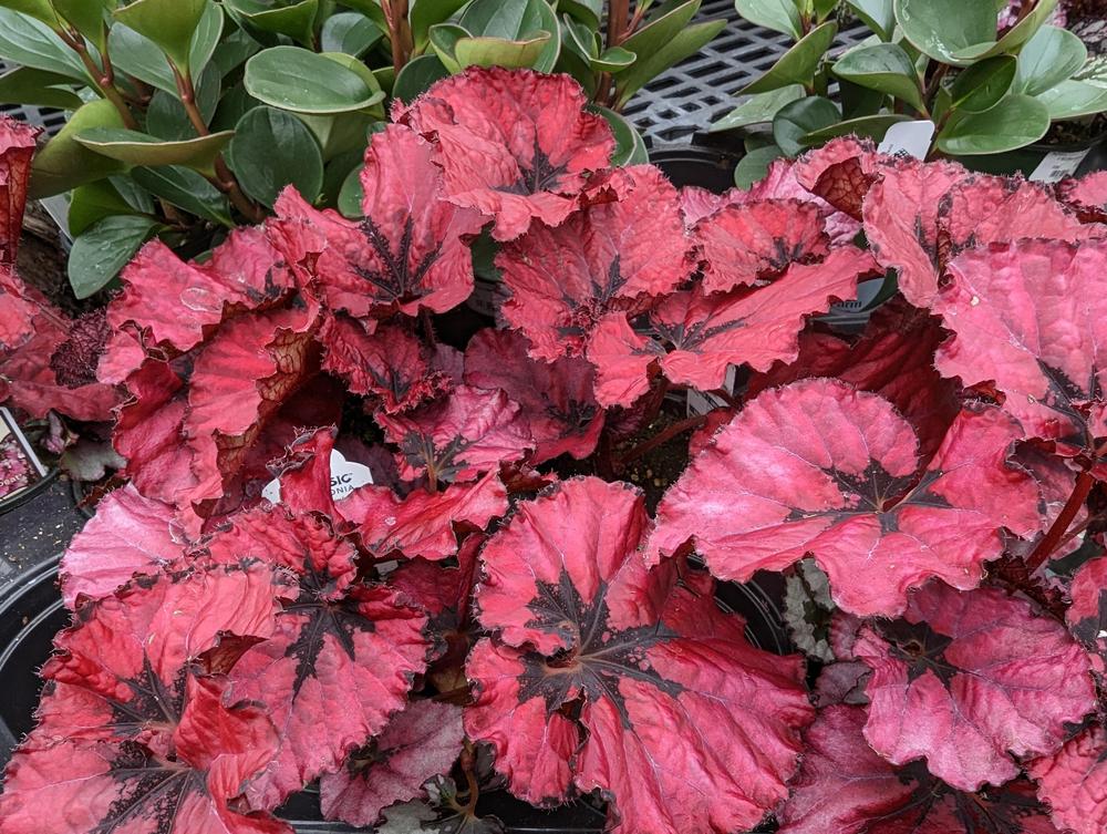 Photo of the entire plant of Rex Begonia (Begonia rex Jurassic ...